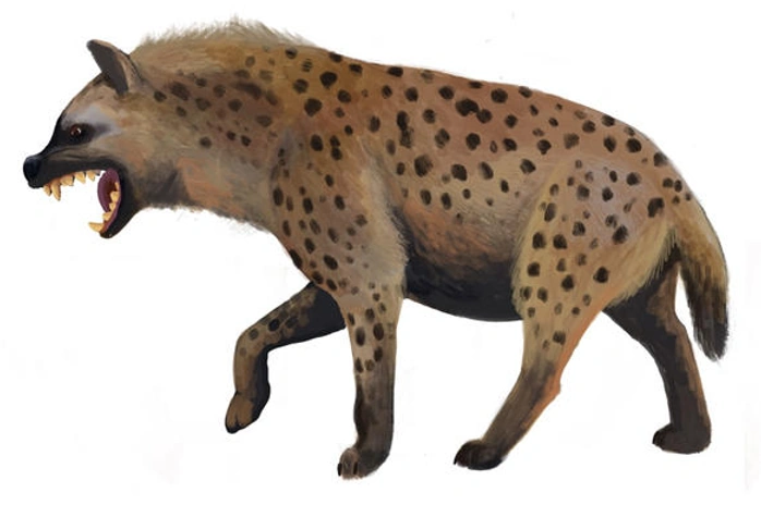 Primal Island hyenas | Speculative Evolution Wiki | Fandom