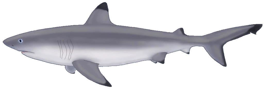 Raven shark (Liera) | Speculative Evolution Wiki | Fandom