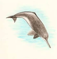 Agran river dolphin (Liera) | Speculative Evolution Wiki | Fandom