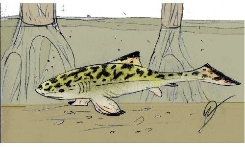 Mud Shark | Speculative Evolution Wiki | Fandom