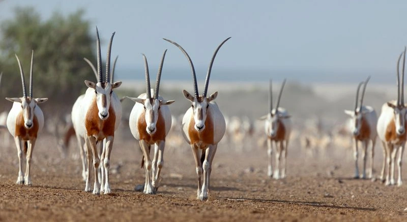Hayau scimitar oryxes | Speculative Evolution Wiki | Fandom