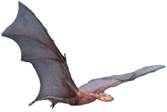 Bat of Prey (Project: Mammalia) | Speculative Evolution Wiki | Fandom