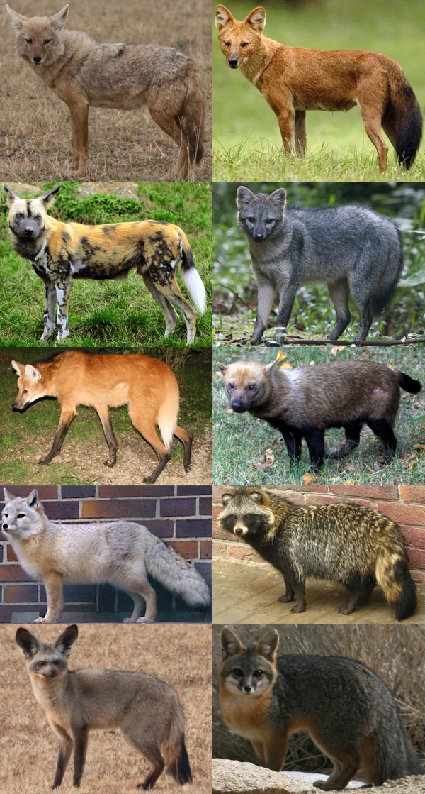 Canid (Butterfly Effect) | Speculative Evolution Wiki | Fandom