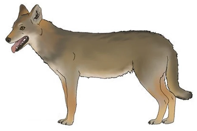 Golem dogs | Speculative Evolution Wiki | Fandom