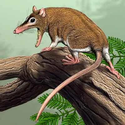 Poggle Raider | Speculative Evolution Wiki | Fandom