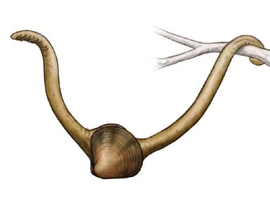 Clam | Speculative Evolution Wiki | Fandom