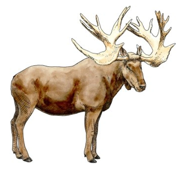 Prehistorian moose | Speculative Evolution Wiki | Fandom