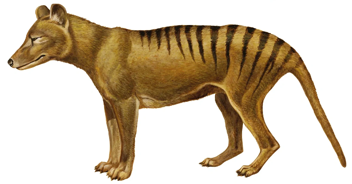 Lieran marsupial wolf (Liera) | Speculative Evolution Wiki | Fandom