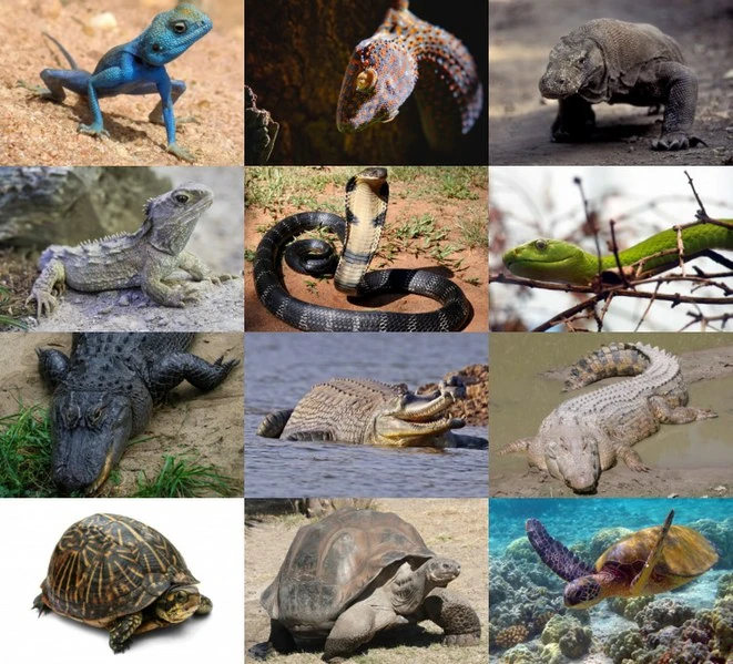 Reptile (Butterfly Effect) | Speculative Evolution Wiki | Fandom