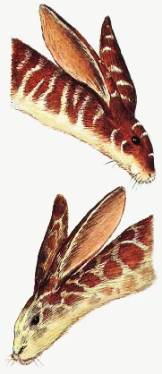 Rabbucks | Speculative Evolution Wiki | Fandom