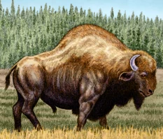 Agran bison (Liera) | Speculative Evolution Wiki | Fandom