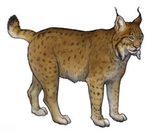 Alaskan greater lynx (Ultra-Pleistocene) | Speculative Evolution Wiki ...
