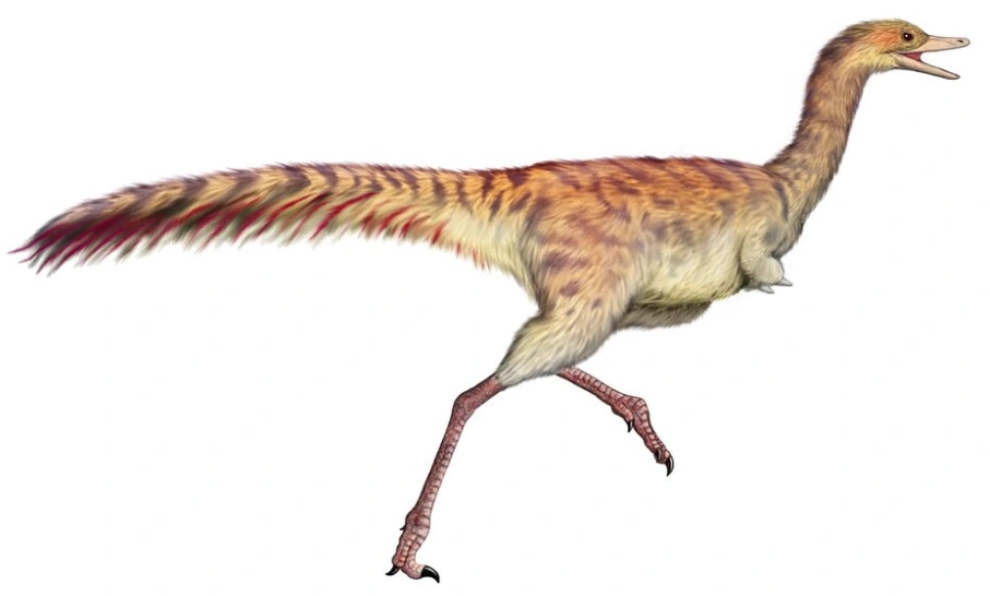 Alvarezsauroidea (Liera) | Speculative Evolution Wiki | Fandom