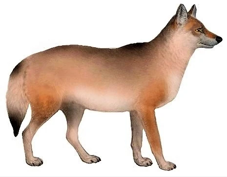 Central Rocky Mountain wolf (Ultra-Pleistocene) | Speculative Evolution ...