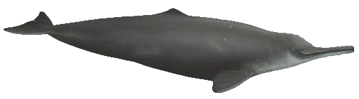 Novolaurasian river dolphin (Liera) | Speculative Evolution Wiki | Fandom