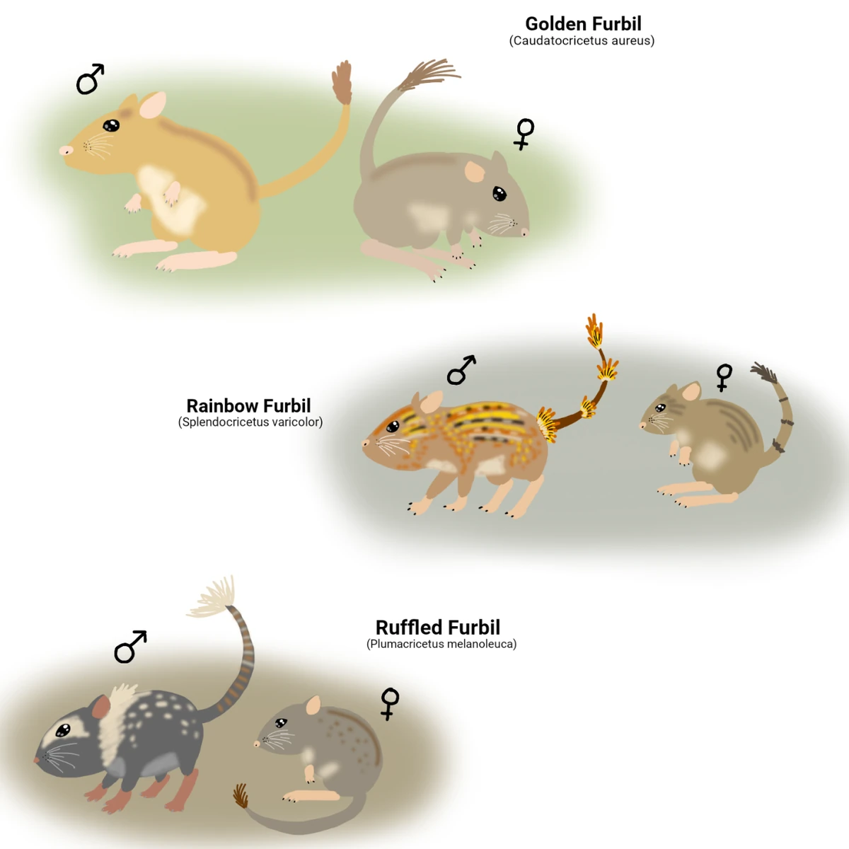The Furbils and Duskmice | Speculative Evolution Wiki | Fandom