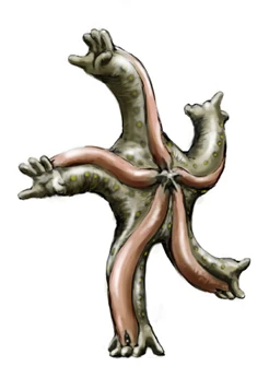 Knuckles hand | Speculative Evolution Wiki | Fandom