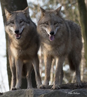 Japanese Gray Wolf (New Pleistocene) | Speculative Evolution Wiki | Fandom