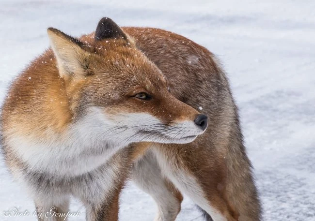 Japanese Fox | Speculative Evolution Wiki | Fandom