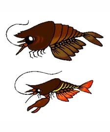 Shrimp | Speculative Evolution Wiki | Fandom