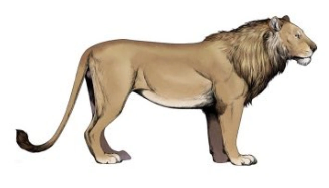 Lieran lion (Liera) | Speculative Evolution Wiki | Fandom