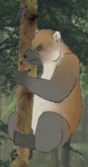 Agran tokandia (Liera) | Speculative Evolution Wiki | Fandom