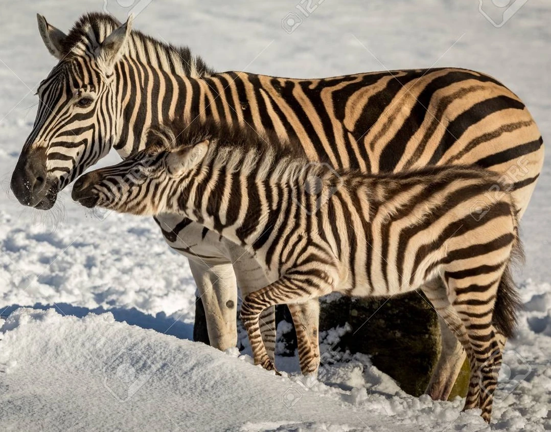 Atlas zebra (New Pleistocene) | Speculative Evolution Wiki | Fandom