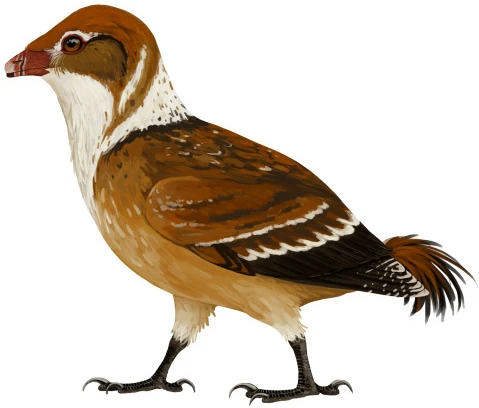 Arizona hawk toothbird (SciiFii World) | Speculative Evolution Wiki ...