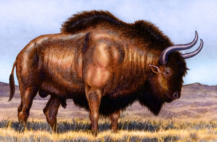 Alaskan tundra bison (Ultra-Pleistocene) | Speculative Evolution Wiki ...