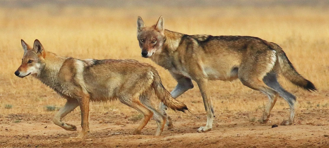 Pahar wolves | Speculative Evolution Wiki | Fandom