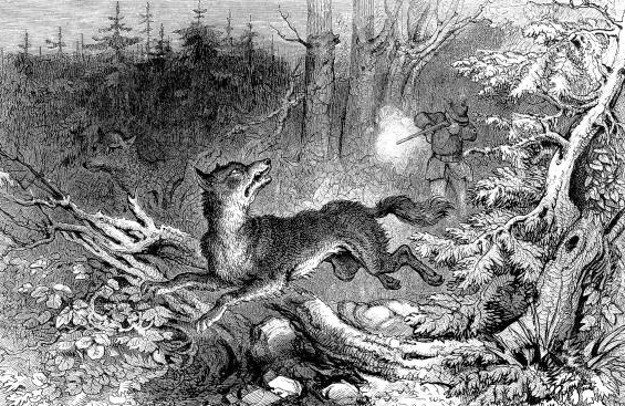 Lethan wolf (Terra) | Speculative Evolution Wiki | Fandom