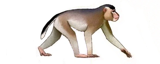 Venusian Monkey (New Venus) | Speculative Evolution Wiki | Fandom