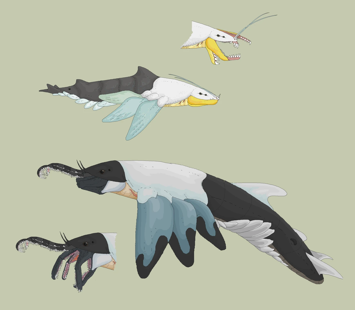 Prawnwhales | Speculative Evolution Wiki | Fandom