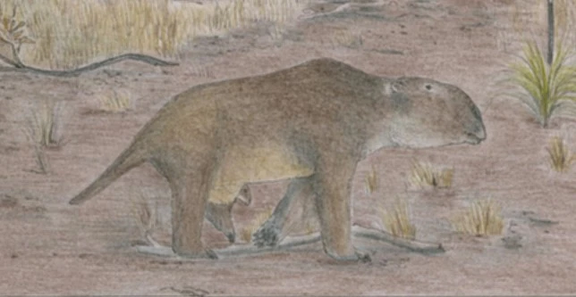Broad-fronted wombat (Liera) | Speculative Evolution Wiki | Fandom