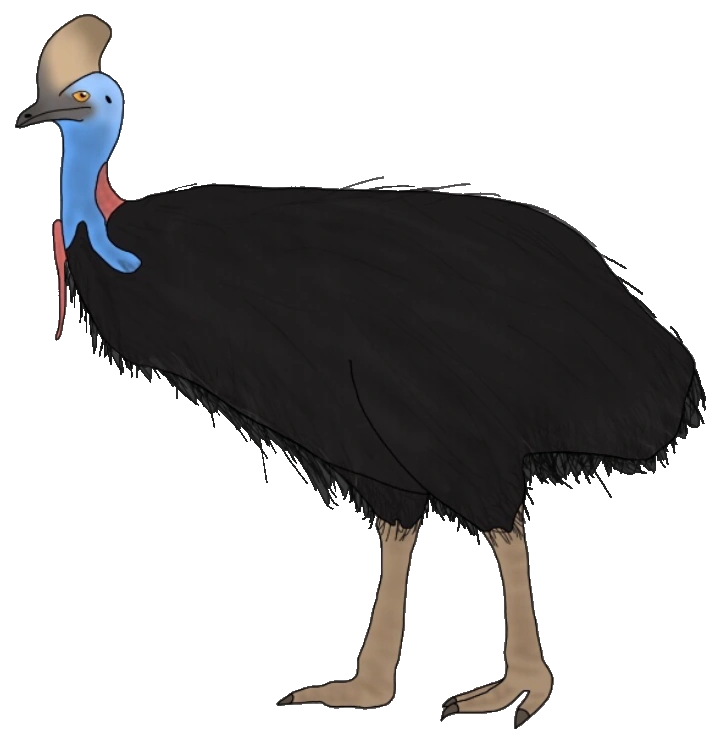 Northern helmeted cassowary (Liera) | Speculative Evolution Wiki | Fandom