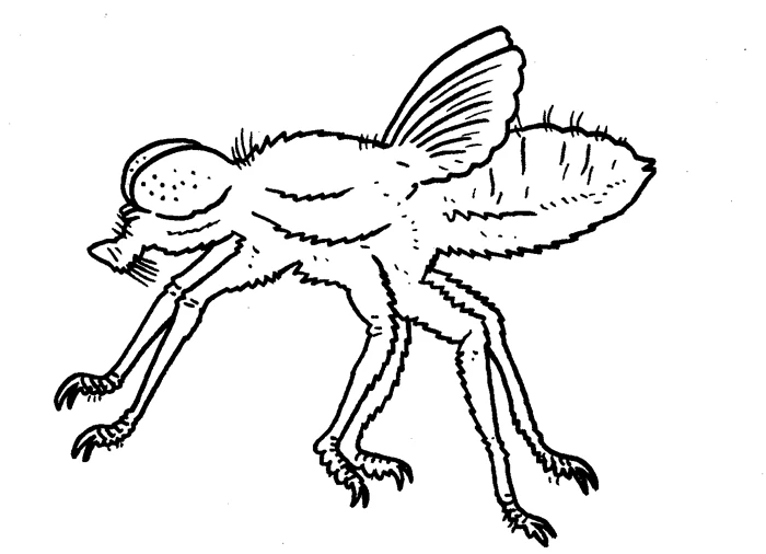 Colony Fly | Speculative Evolution Wiki | Fandom