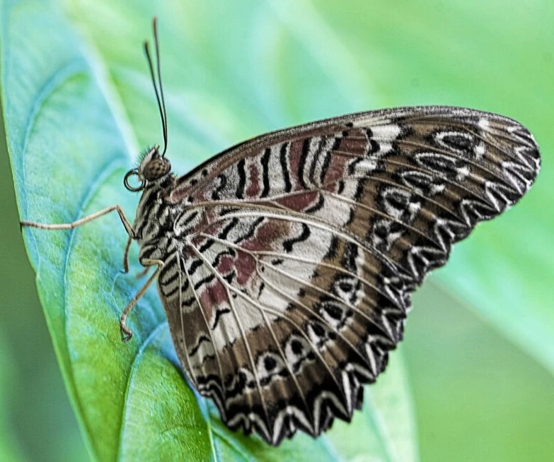 Greater vampire butterfly (Liera) | Speculative Evolution Wiki | Fandom