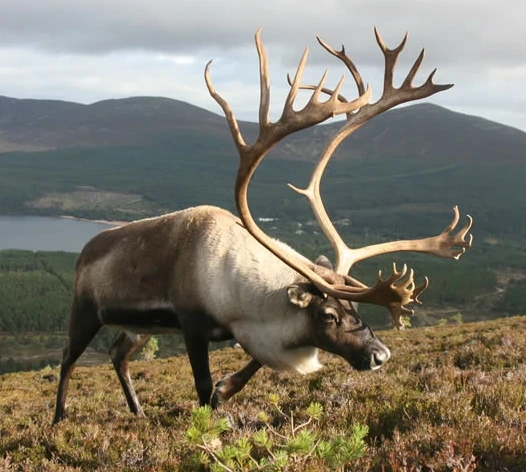 Korus Peninsula caribou | Speculative Evolution Wiki | Fandom