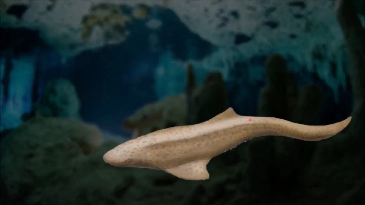 Cave shark | Speculative Evolution Wiki | Fandom