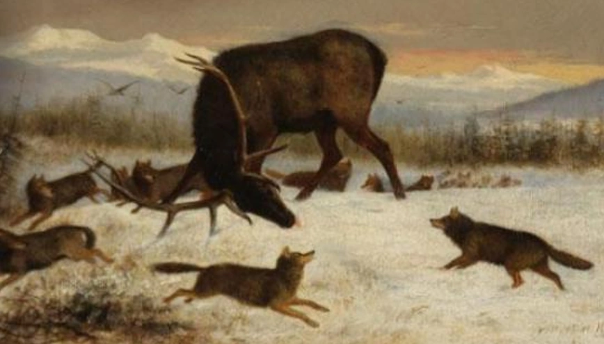 Tonian wolf (Aether) | Speculative Evolution Wiki | Fandom