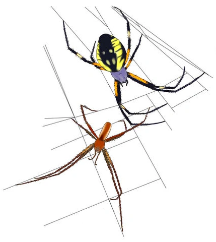 Giant weaver spider (Liera) | Speculative Evolution Wiki | Fandom