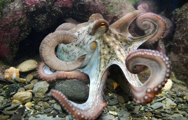 Estuary Octopus | Speculative Evolution Wiki | Fandom