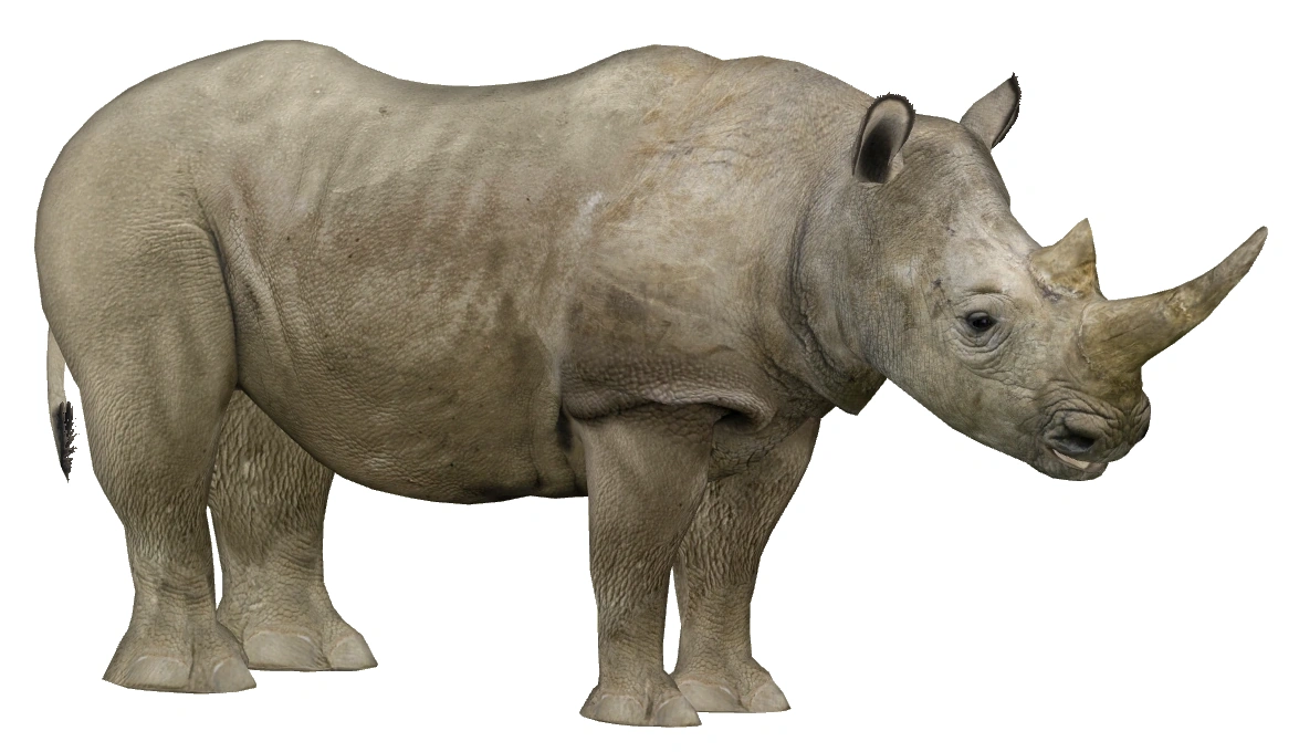 Rhino Evolution
