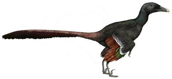 Common flying goblin (Liera) | Speculative Evolution Wiki | Fandom