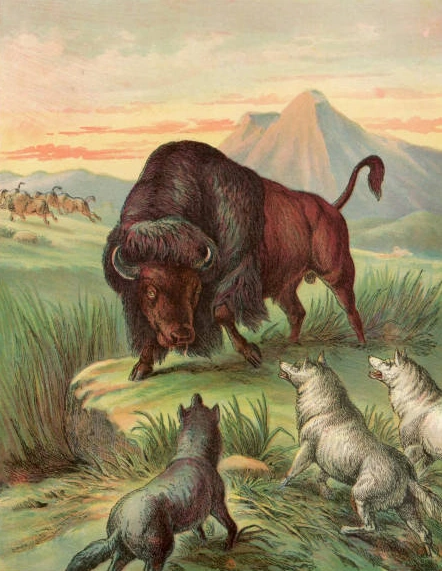 Traer bison (Terra) | Speculative Evolution Wiki | Fandom