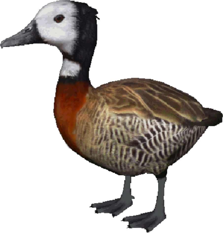 Northern whistling duck (Liera) | Speculative Evolution Wiki | Fandom