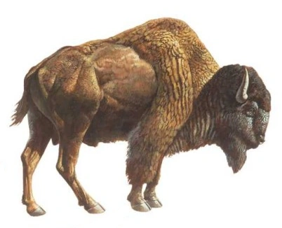Novolaurasian bison (Liera) | Speculative Evolution Wiki | Fandom