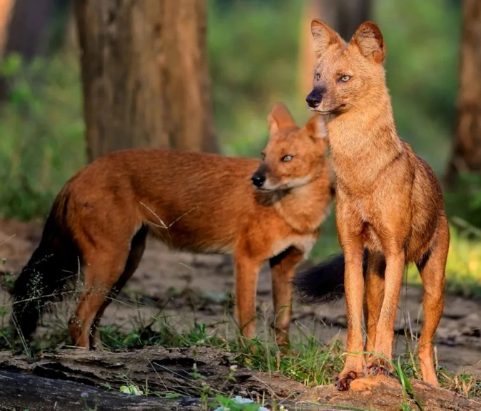 Oracle dog (New Mars) | Speculative Evolution Wiki | Fandom