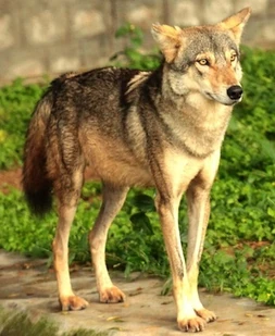 Sakhalin Gray Wolf (New Pleistocene) | Speculative Evolution Wiki | Fandom