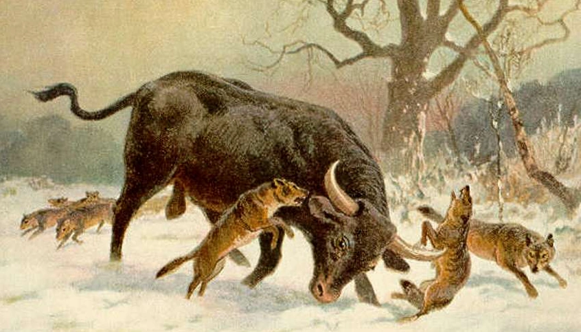 Necrosian wolf (Aether) | Speculative Evolution Wiki | Fandom